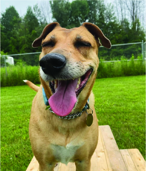 Book Now - Paws & Play